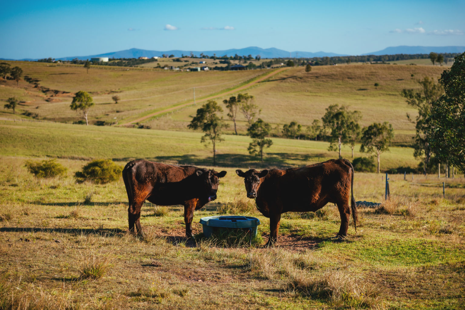 Molafos 101 – What Exactly is Molafos? | Animal Nutrition | GrainCorp