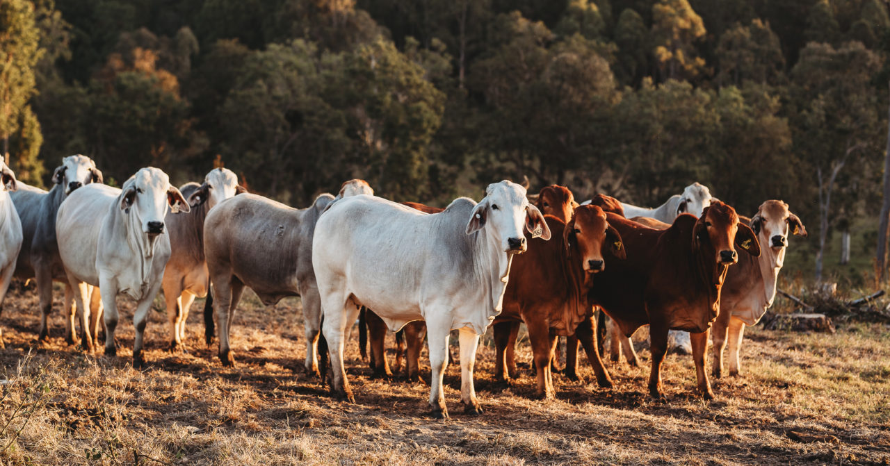 Put Simply | Animal Nutrition | GrainCorp