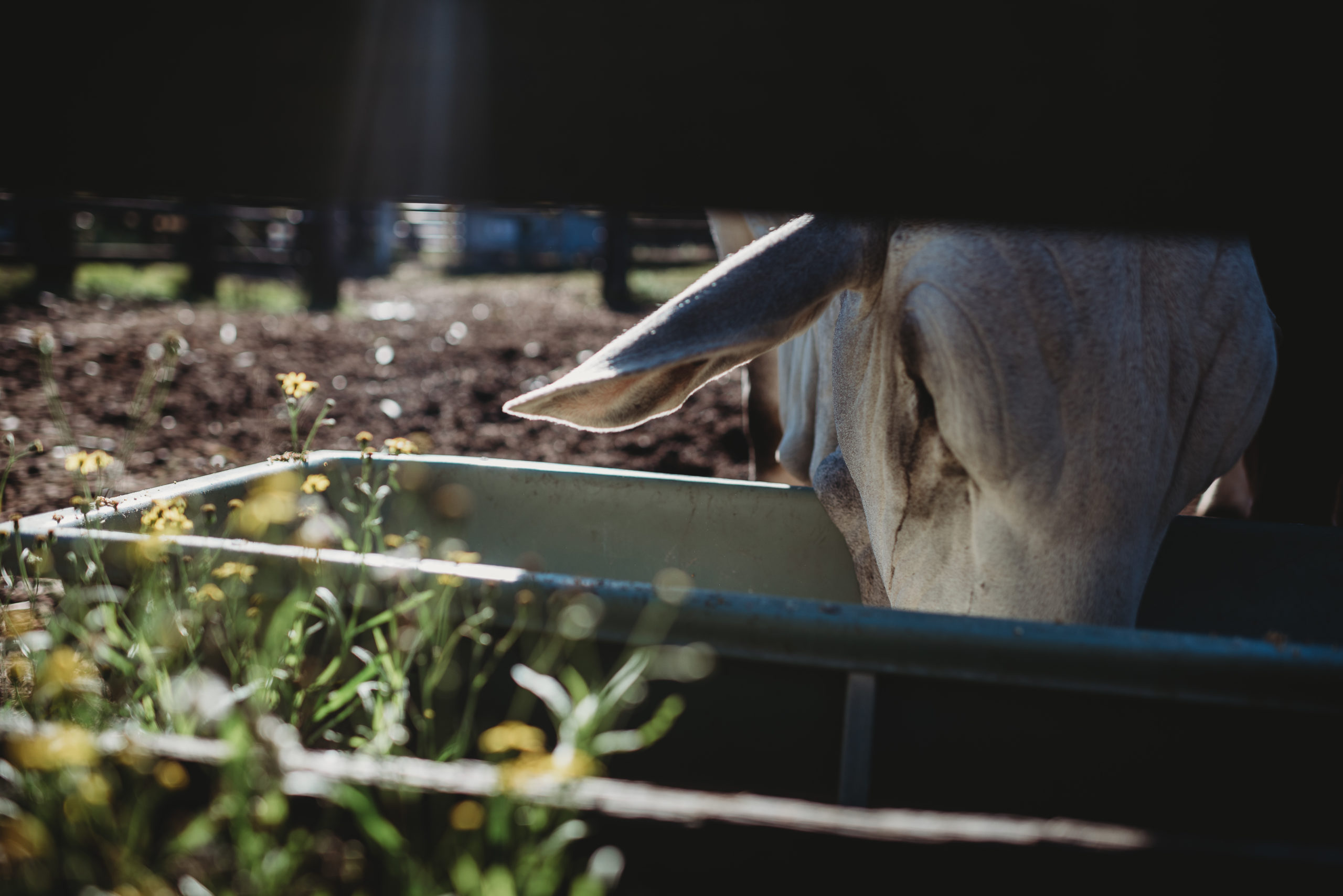 Feedlot-Beef | Animal Nutrition | GrainCorp